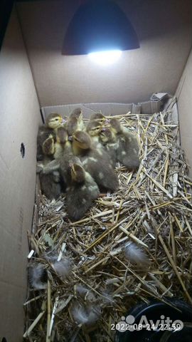 Мускусные утята