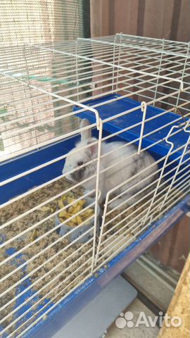 Декоративные кролики