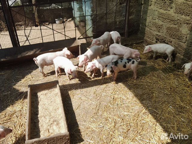 Продаются поросята