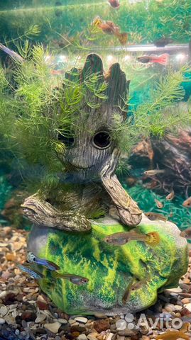 Аквариумные рыбки гуппи