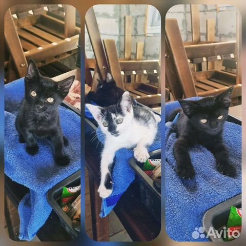 Кошки в добрые руки бесплатно