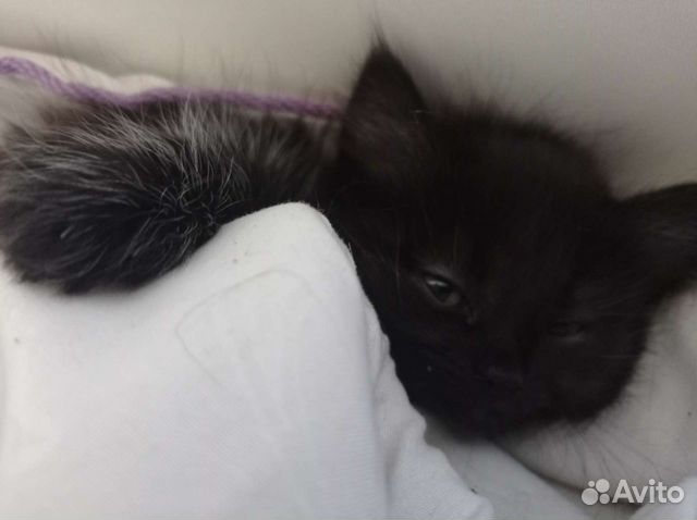 Котенок- антистресс