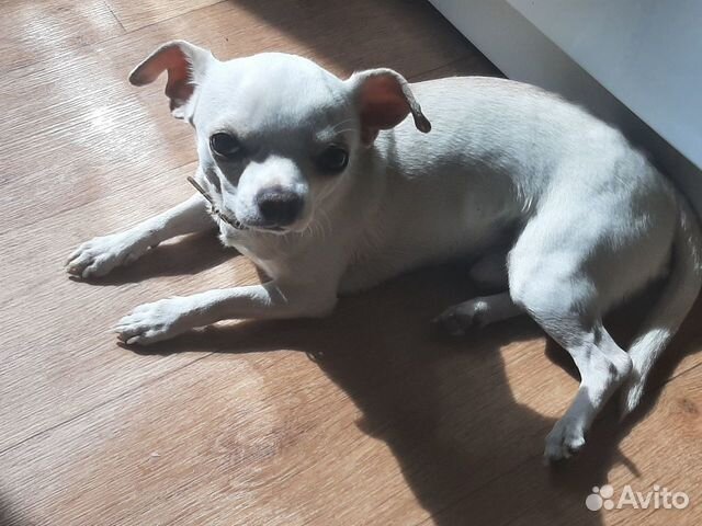 Вязка чихуахуа