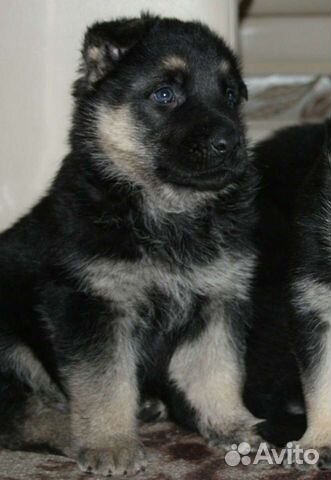 Алиментные щенки восточники