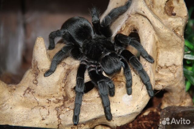 Grammostola pulchra