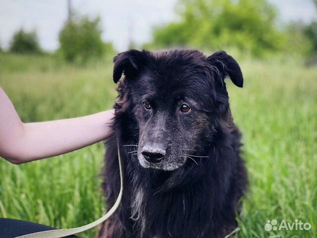 Красавец Найт ищет дом