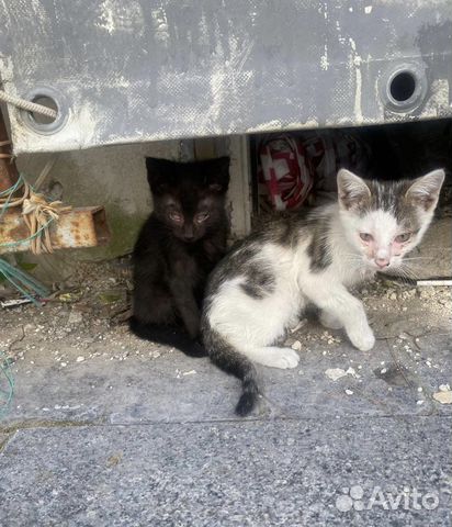 Котята в добрые руки