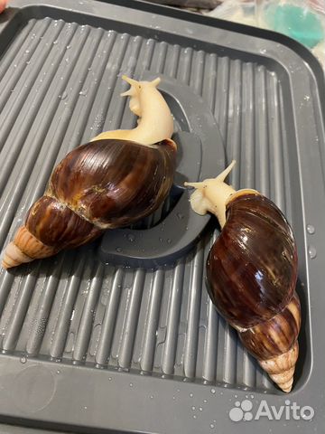 Улитки ахатины с контейнером бесплатно