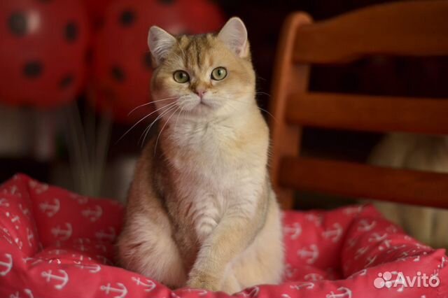 Золотая британская шиншилла девочка