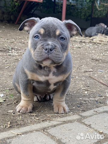 Щенки Американского булли