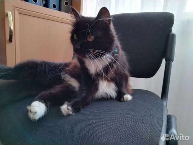 Пушистая красотка