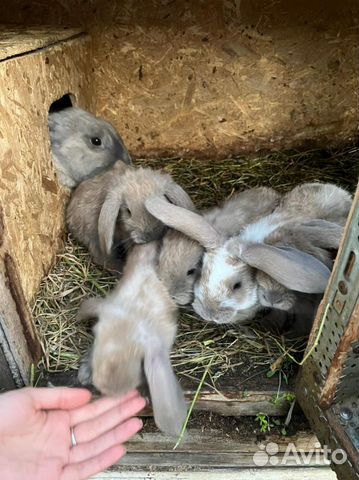 Крольчата мясных пород
