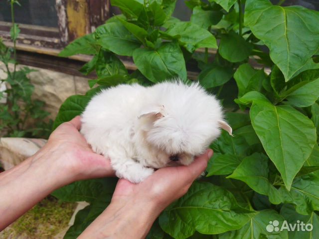 Детки мальтезе