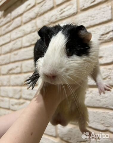 Морская свинка