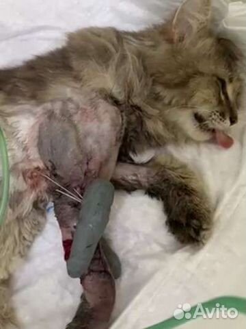 Нужна помощь кошечке с переломом