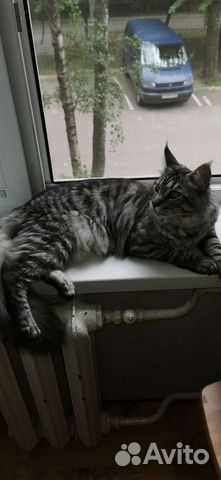 Мэйн кун в добрые руки