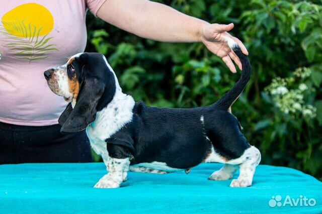 Щенок Бассет Хаунд