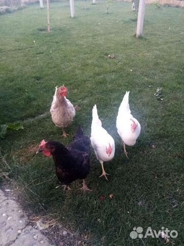 Курицы несушки