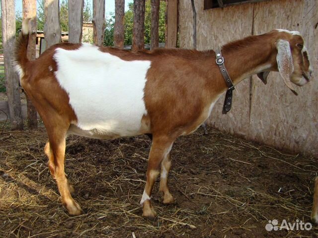Коза нубийская