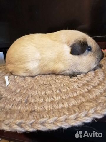 Самцы калифорния с черными поинтами