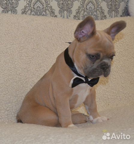 Розовый С лиловой маской