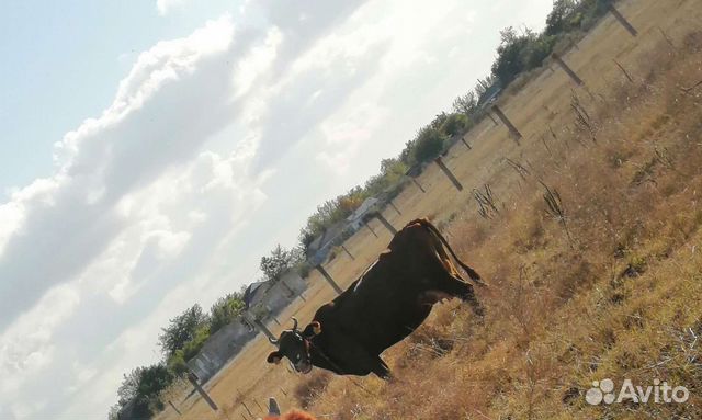 Корова глубокостельная