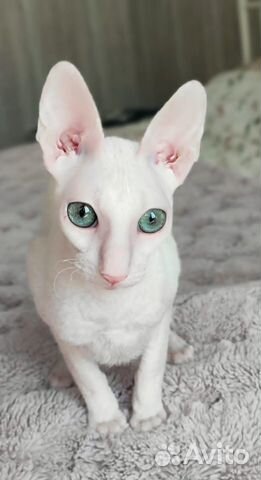 Необычно красивый котик