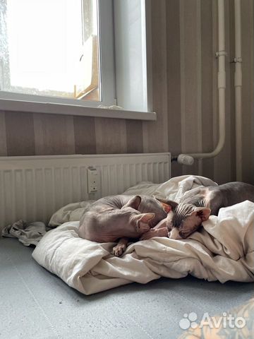 Отдам в добрые руки сфинксов