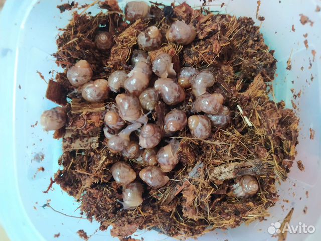 Ахатина иммакулята молодняк