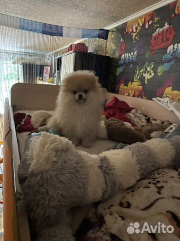 Померанский шпиц