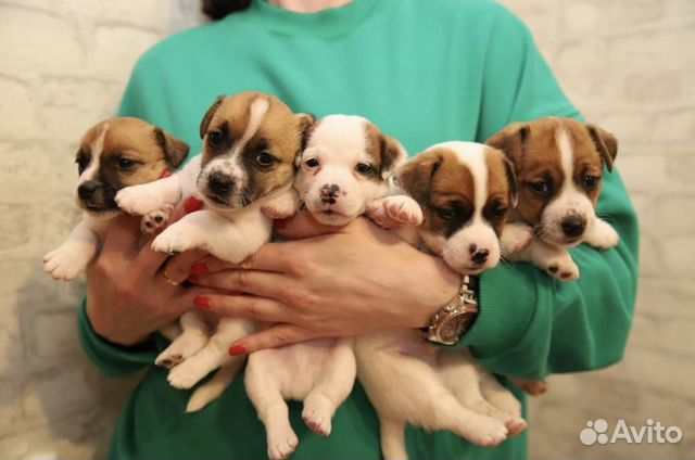 Щенки джек Рассел терьер гладкошерстный