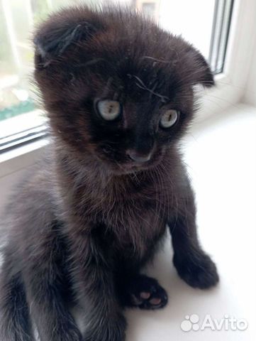 Кошки в добрые руки бесплатно