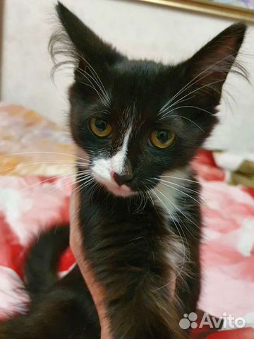 Котенок в добрые руки