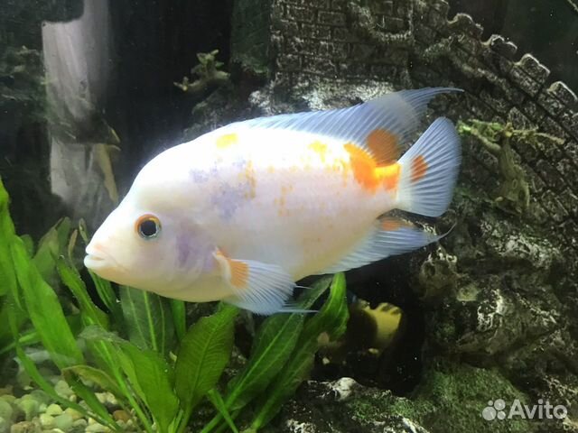 Аквариумные рыбы цихлиды