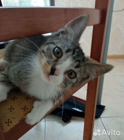 Ласковый котенок Бэнкси