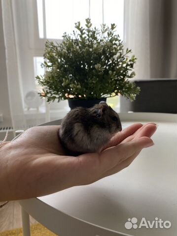 Джунгарский хомяк девочка