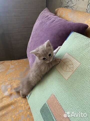 Котенок мальчик