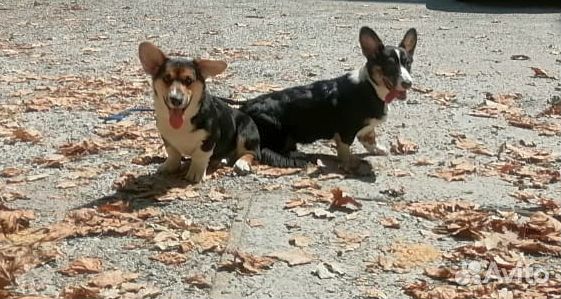 Веселые щенки вельш корги кардиган