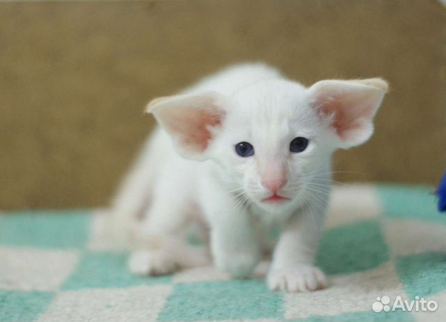 Ориентальные котята