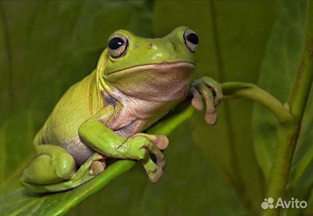 Лягушка