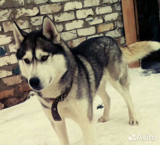 Ищет дом кобель хаски