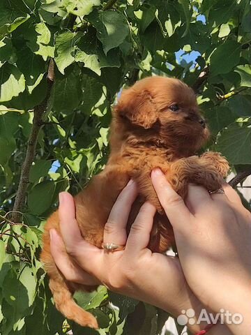 Продаются щенки породы Кавапу