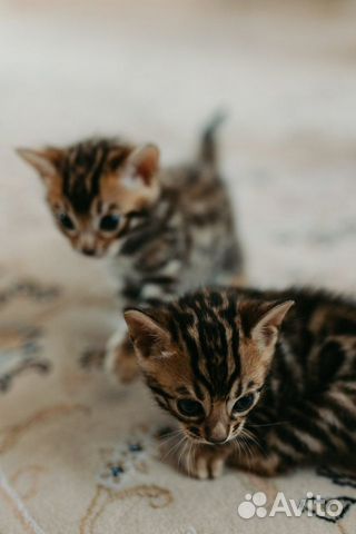 Бенгальская мама кошка и котята