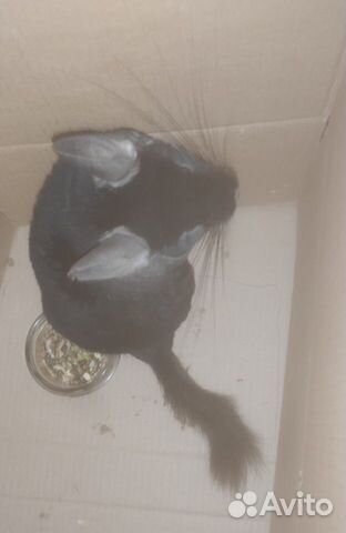 Шиншилла девочка черная эбони черный бархат