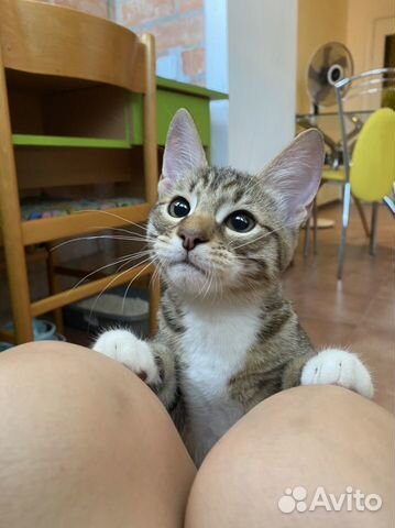 Сладкий котенок Сахарок ждет тебя