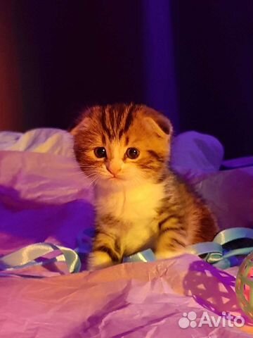 Котёнок британец вислоухий