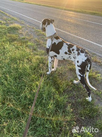 Вязка немецкий дог