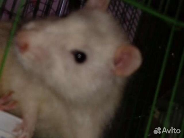 Декоративная крыса