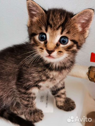 Кошечка и котята в добрые руки
