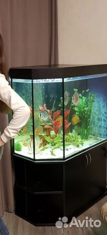 Продаю аквариум 440л с тумбой